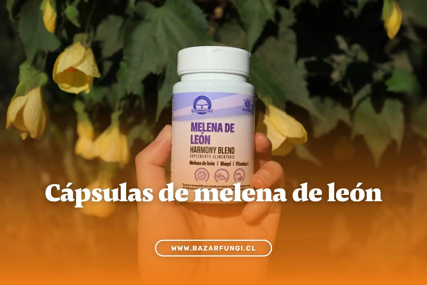 Cápsulas de melena de león: prácticas y transportables – Bazar Fungi