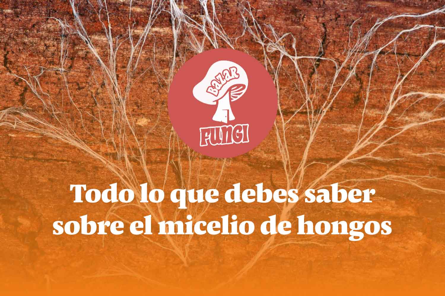 Todo sobre el micelio de hongos | Bazar Fungi